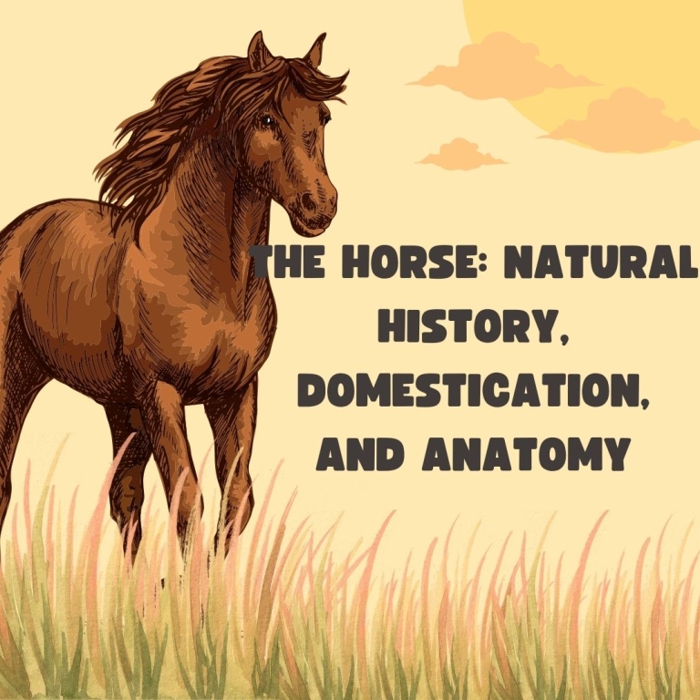 The Horse: Natural History, Domestication, and Anatomy with MacBeth ...