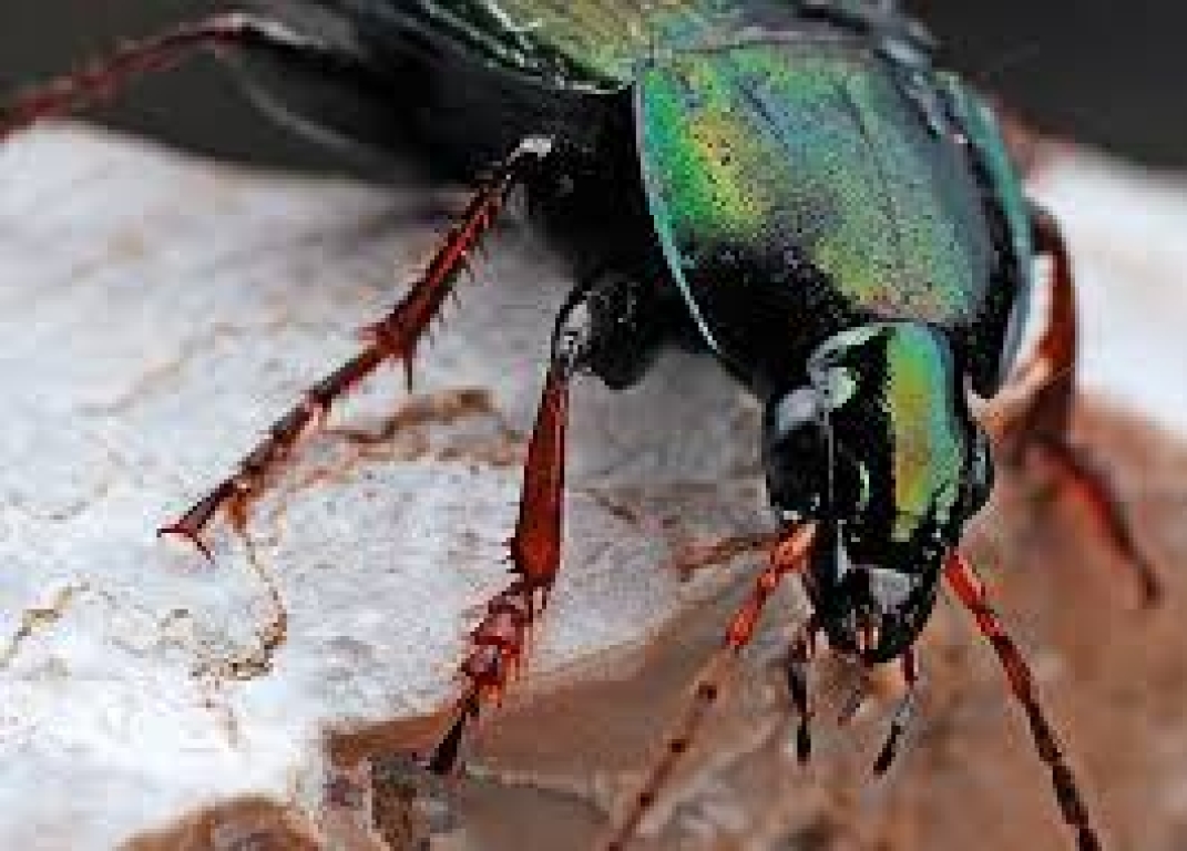 Bug Camp (Entomology) with Christine Hamilton (Biology) - Homeschool ...
